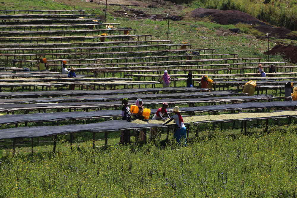 promo | Antler Coffee